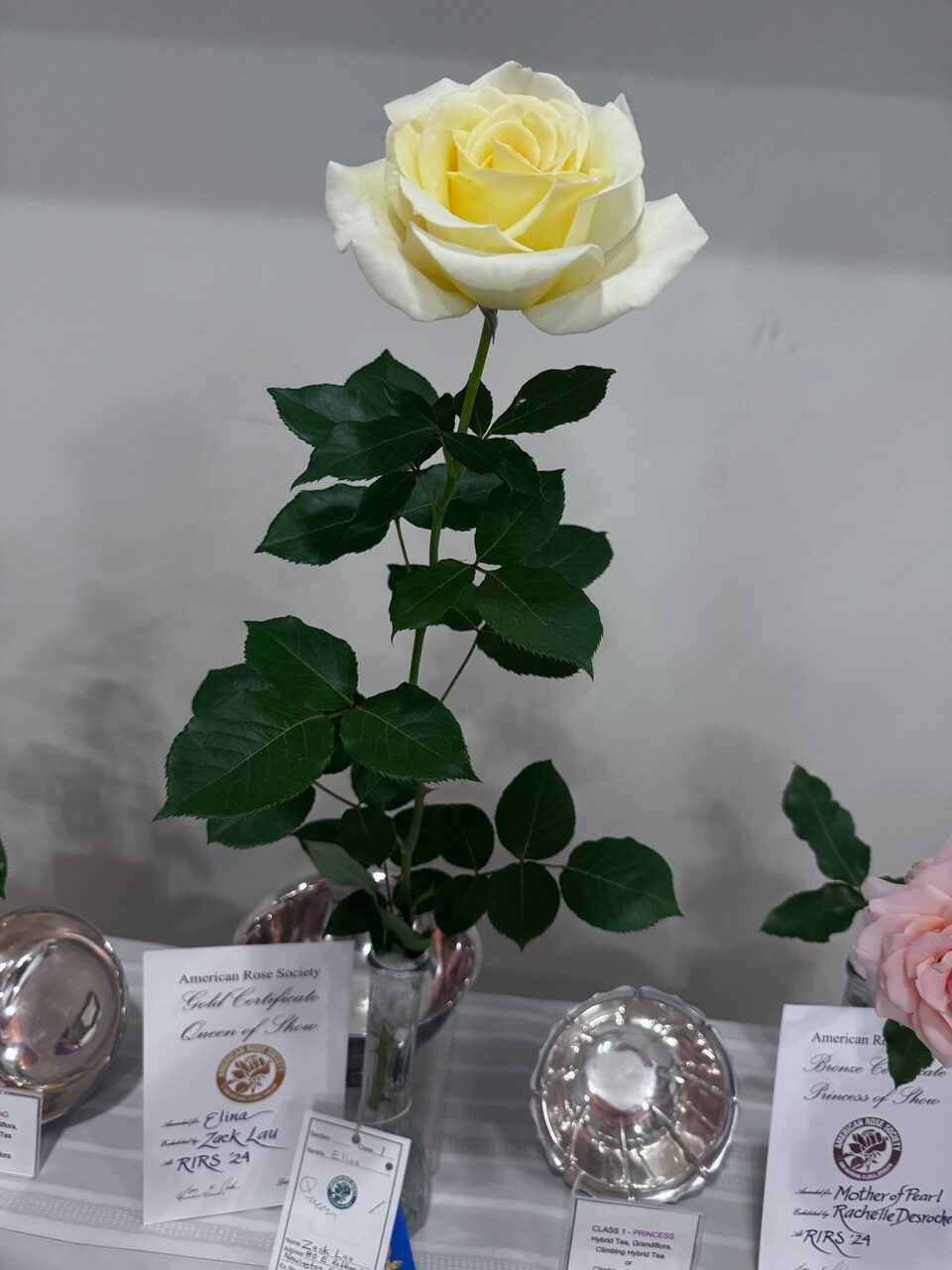2024 Rose Show - RHODE ISLAND ROSE SOCIETY