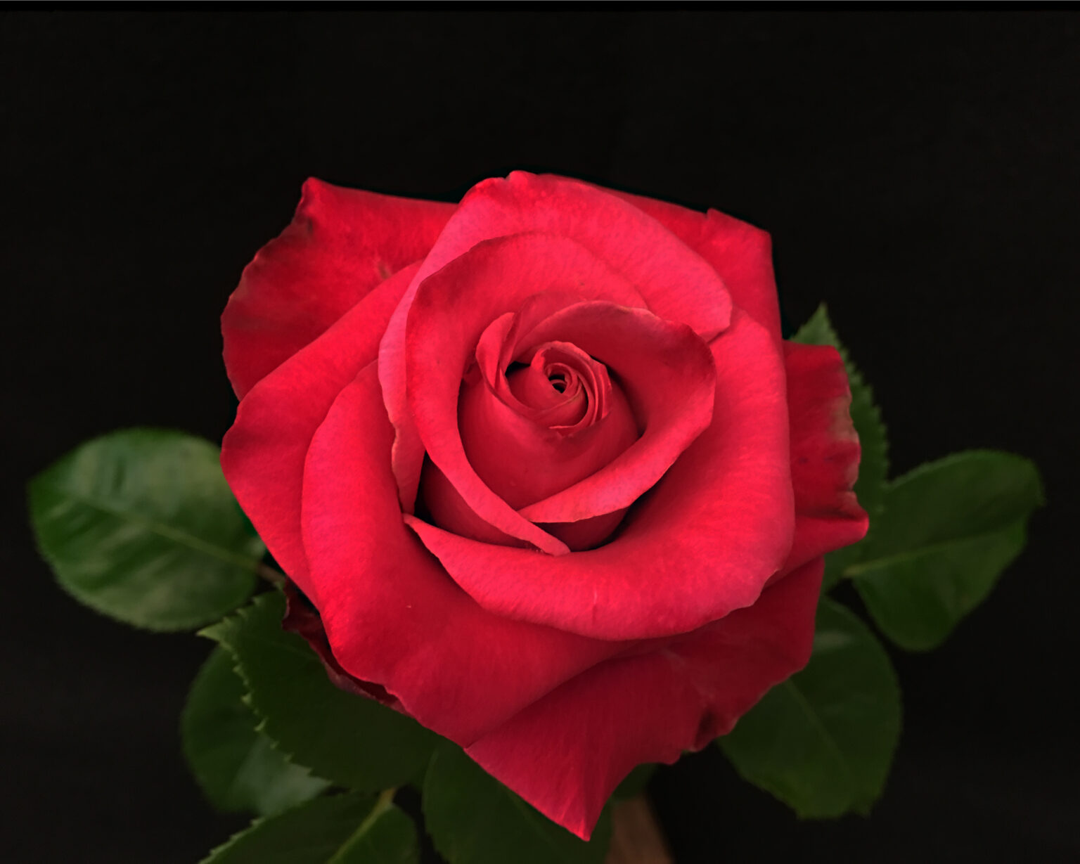 RHODE ISLAND ROSE SOCIETY - We are an educational and social group ...
